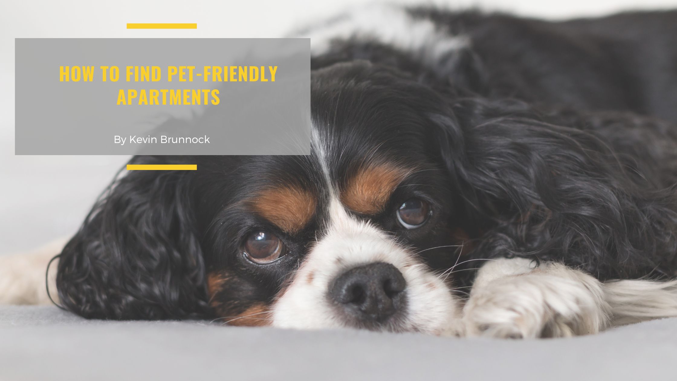 How to Find Pet-Friendly Apartments | Kevin Brunnock | NYC Real Estate